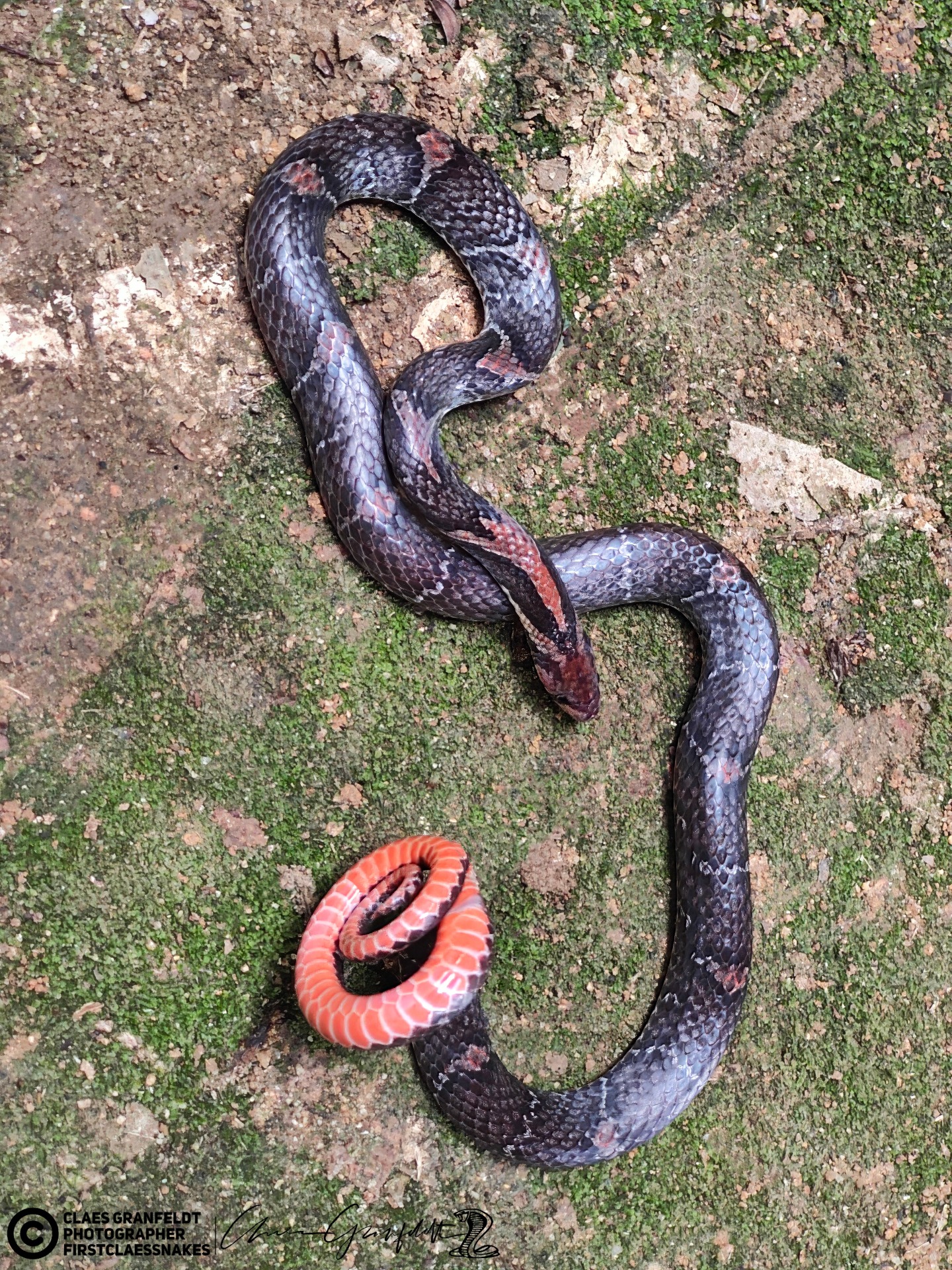 Barred Kukri Snake :: FirstClaesSnakes